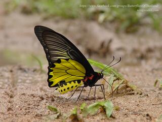 Early Stages / Larva page 253