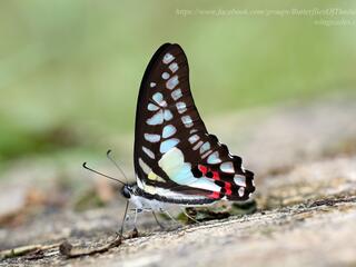 Wing Scales : Butterflies of Thailand / ผีเสื้อในประเทศไทย