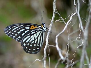 Early Stages / Larva page 464