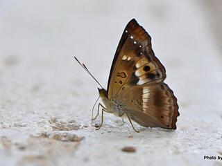 Early Stages / Larva page 465