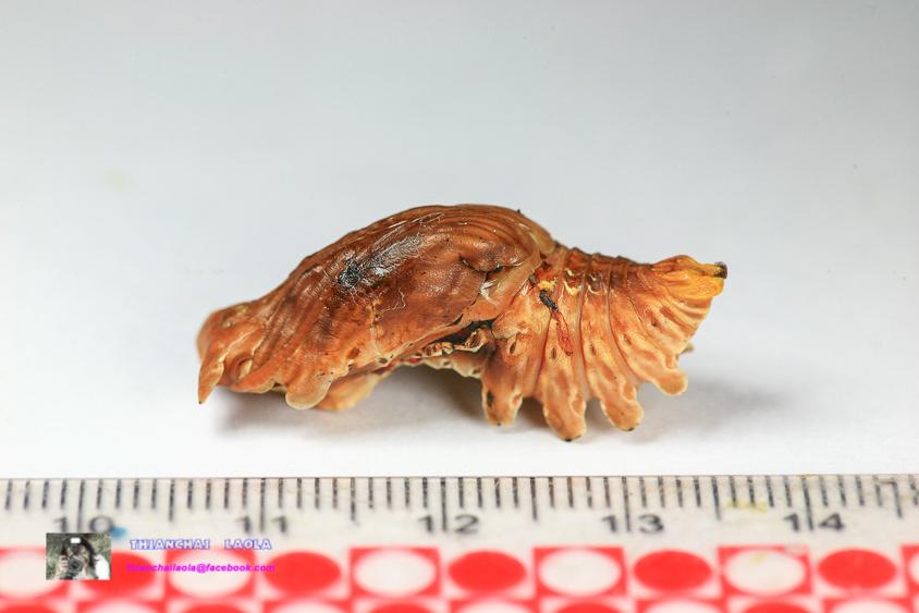 Losaria coon doubledayi : Common Clubtail (ผีเสื้อหางตุ้มหางกิ่ว)