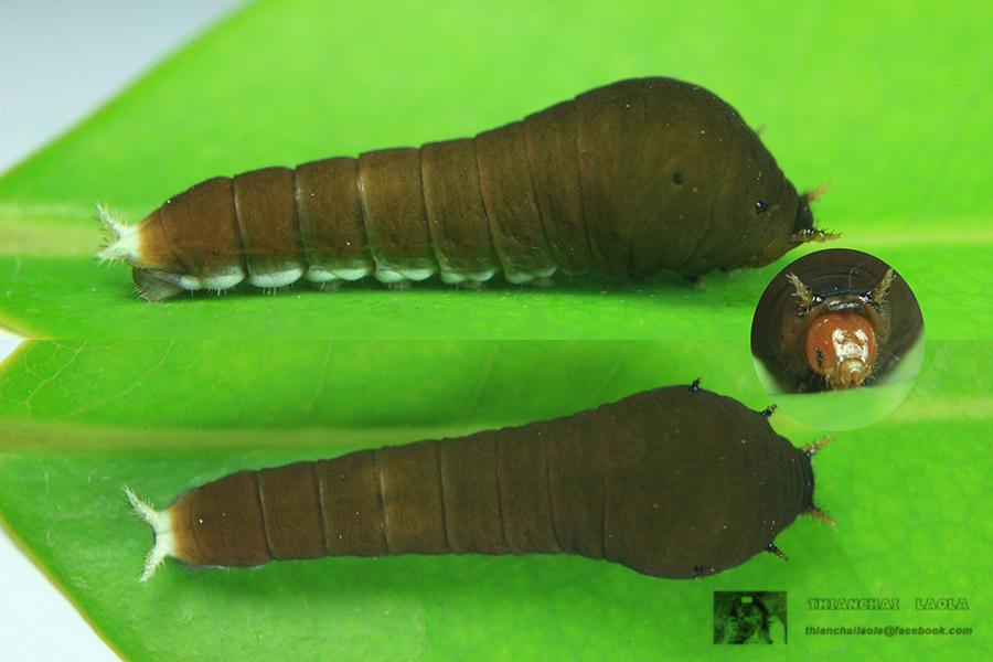 Graphium doson axion : Common Jay (ผีเสื้อหนอนจำปีจุดแยก)