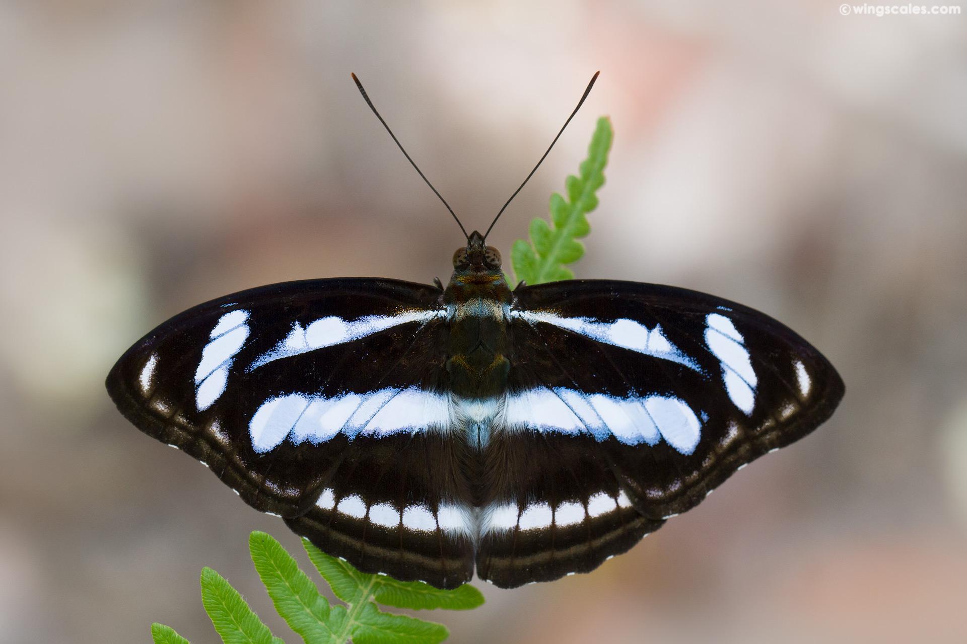 Athyma nefte subrata : Colour Sergeant (ผีเสื้อจ่าเมียสีส้ม)
