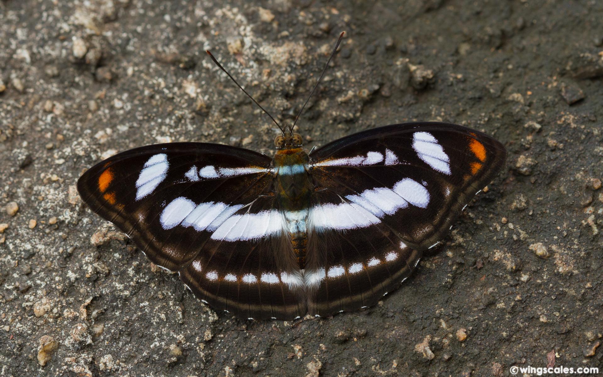 Athyma nefte asita : Colour Sergeant / ผีเสื้อจ่าเมียสีส้ม