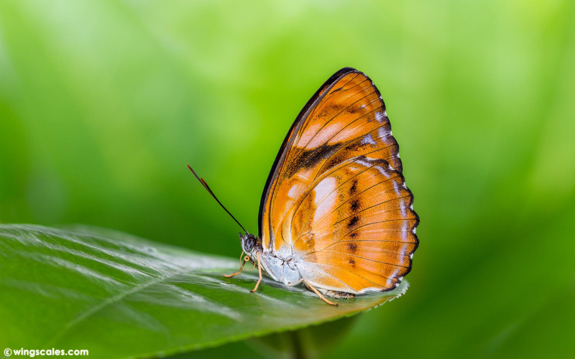 Athyma nefte asita : Colour Sergeant / ผีเสื้อจ่าเมียสีส้ม