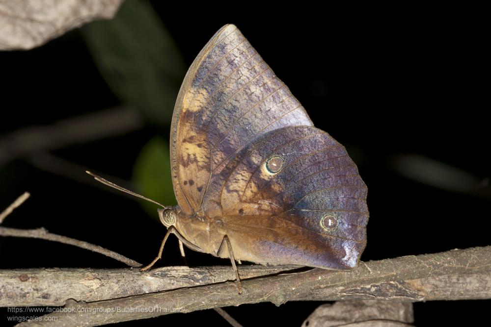 Discophora timora or necho?