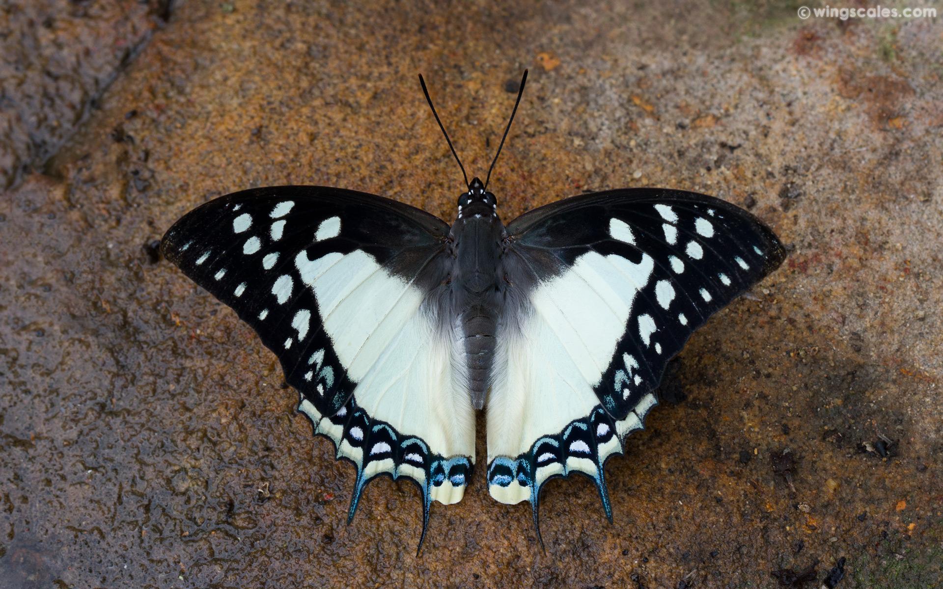 Polyura eudamippus nigrobasalis : Great Nawab (ผีเสื้อม้าขาวโคนปีกดำ)