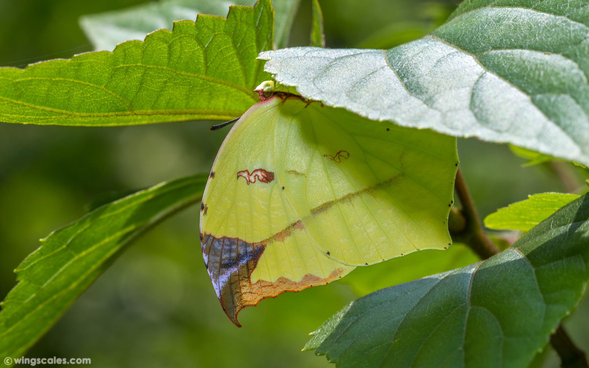 Dercas verhuelli doubledayi : Common Tailed Sulfur (ผีเสื้อเหลือง ...