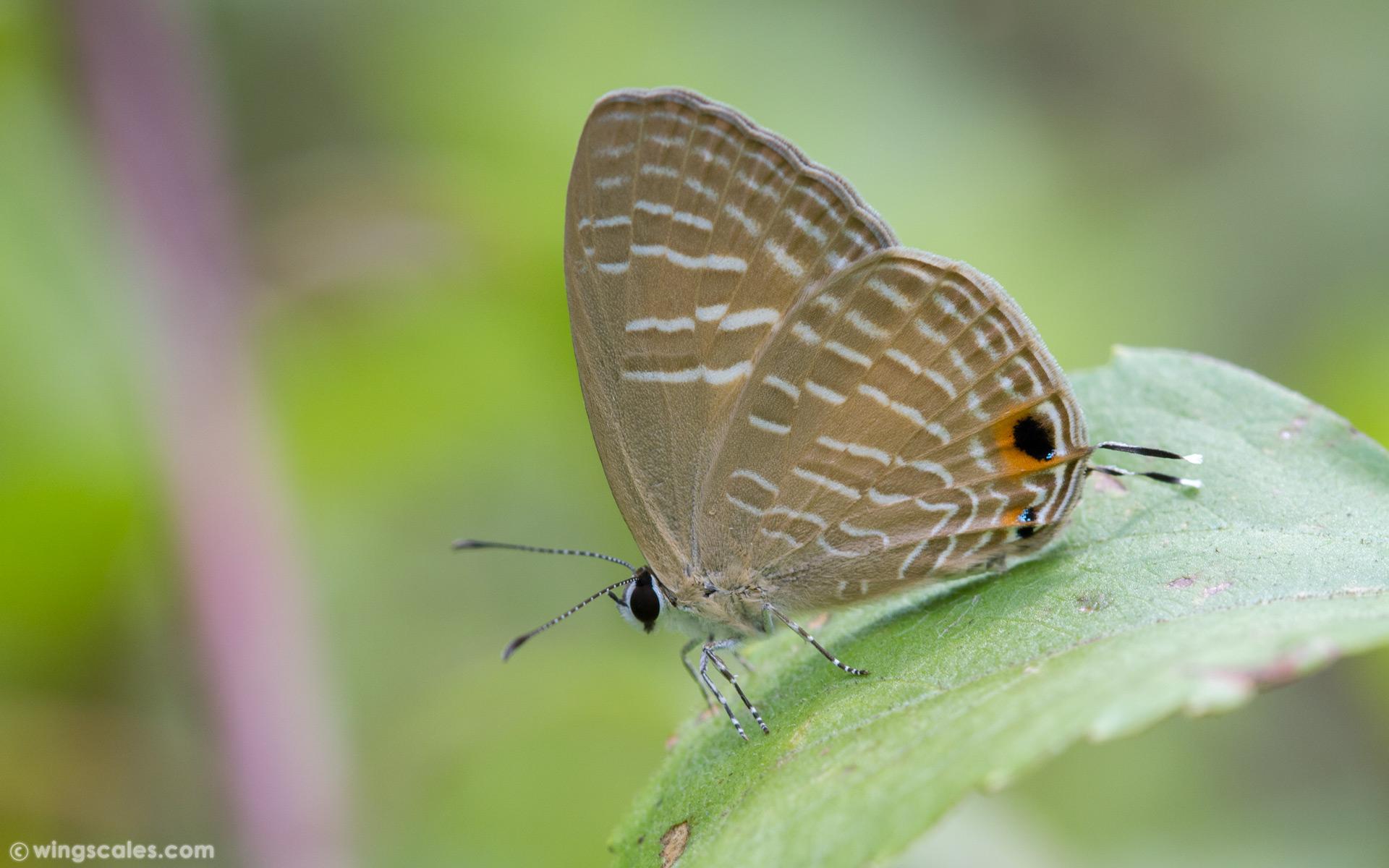 Jamides alecto alocina : Metallic Cerulean (ผีเสื้อฟ้าวาวใหญ่)