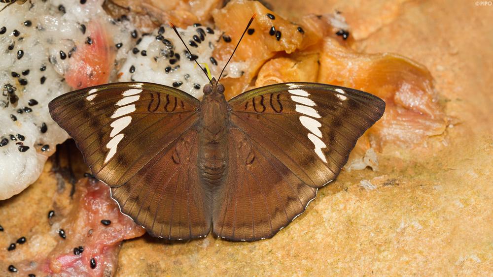 Euthalia phemius phemius : White-edged Blue Baron / ผีเสื้อบารอนขอบปีกขาว