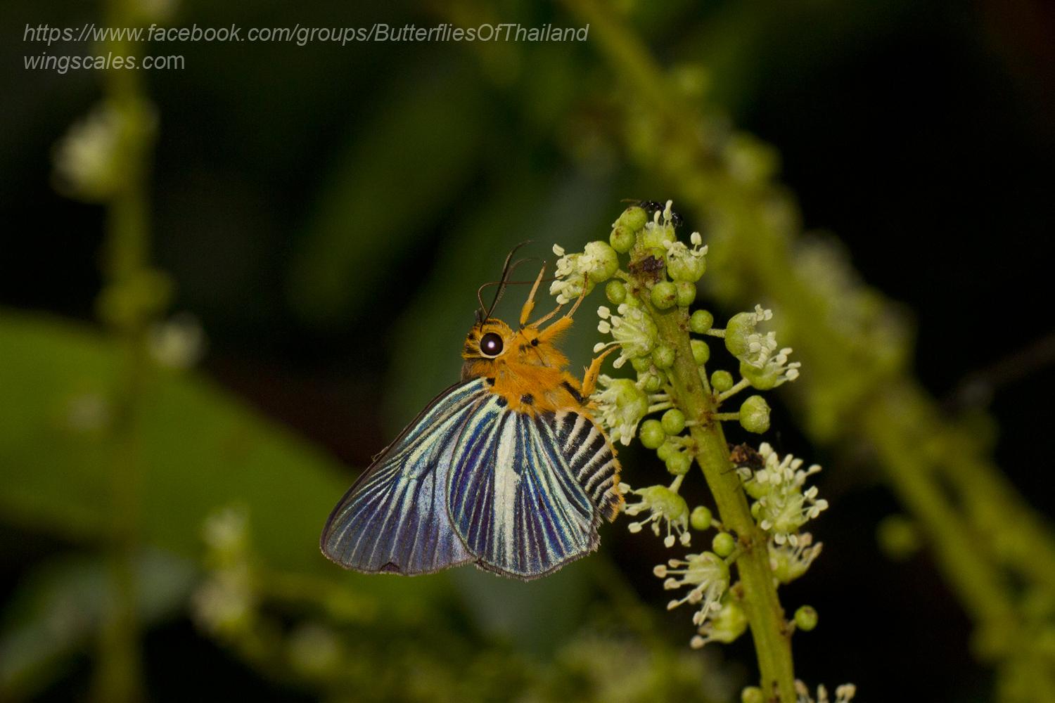 Burara gomata gomata : Pale Green Awlet / ผีเสื้อหน้าเข็มปีกมนจาง
