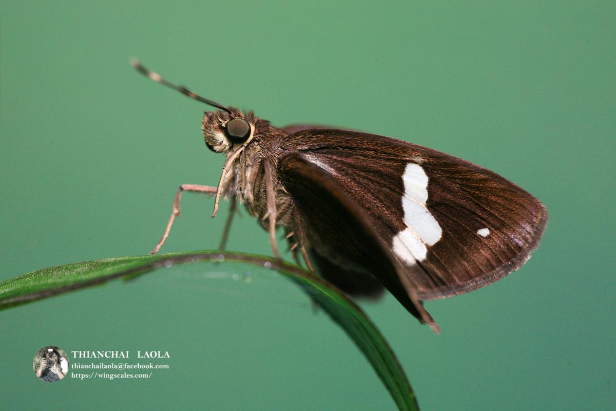 Notocrypta paralysos asawa : Common Banded Demon (ผีเสื้อนิลวรรณธรรมดา)