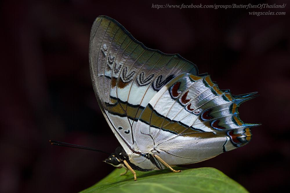 Polyura schreiber assamensis : Blue Nawab (ผีเสื้อม้าน้ำเงิน)