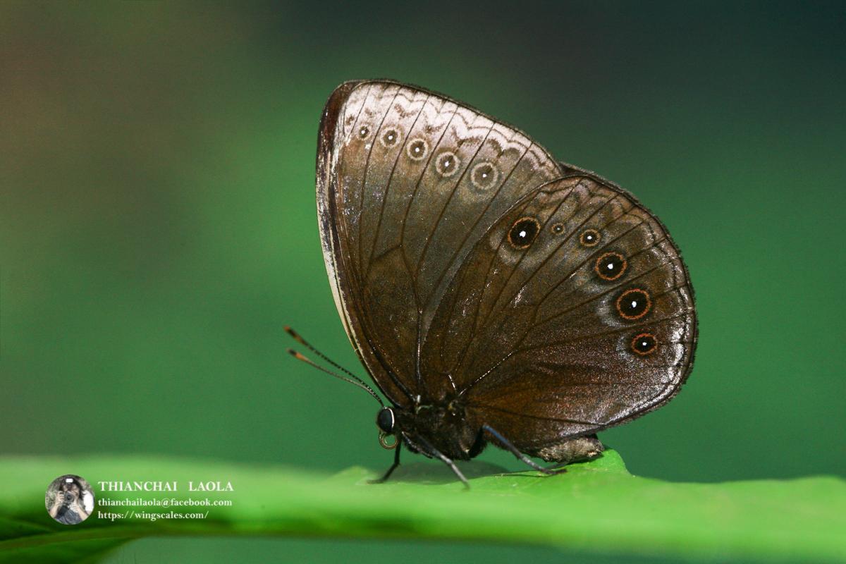 Mandarinia regalis baronesa : Mandarin (ผีเสื้อแมนดาริน)
