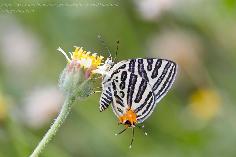 Cigaritis syama peguanus : Club Silverline (ผีเสื้อลายขีดเงินกระบอง)