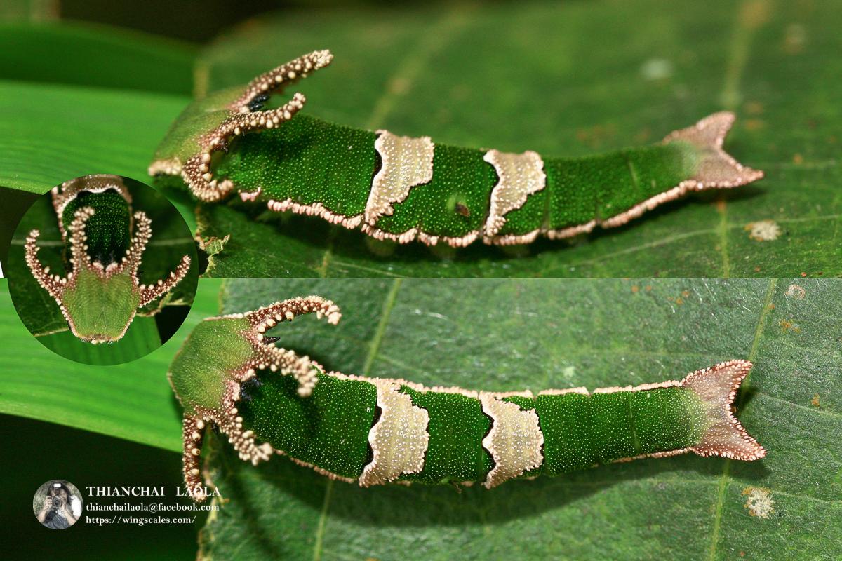 Polyura delphis delphis : Jewelled Nawab (ผีเสื้อม้าขาวประดับเพชร)