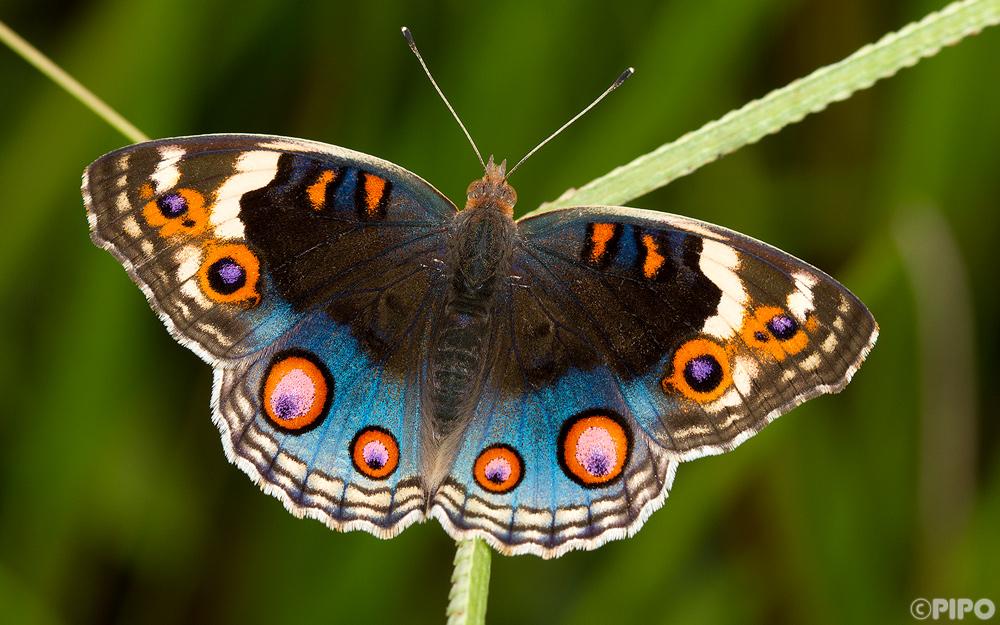 Junonia orithya - Alchetron, The Free Social Encyclopedia