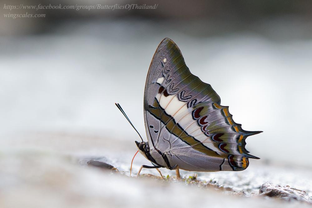 Polyura schreiber assamensis : Blue Nawab (ผีเสื้อม้าน้ำเงิน)
