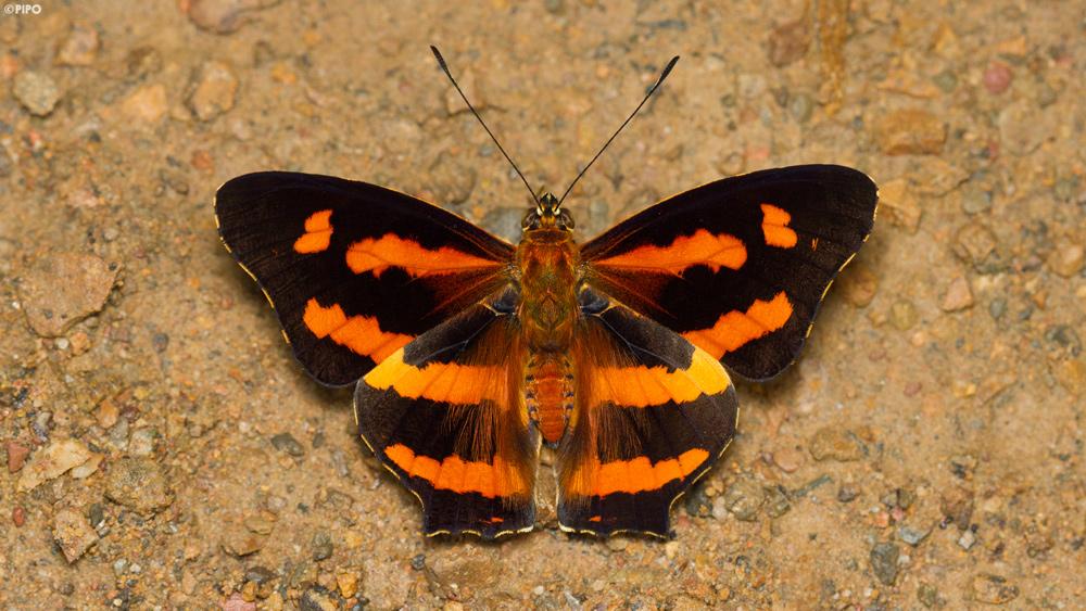 Symbrenthia hypselis sinis : Himalayan Jester (ผีเสื้อลายตลกหิมาลัย)