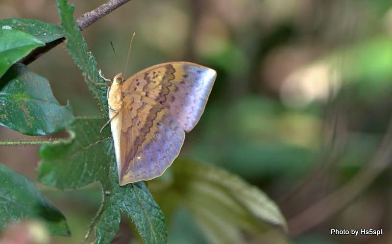 Enispe cycnus cycnus : Blue Caliph / ผีเสื้อกาหลิบฟ้า