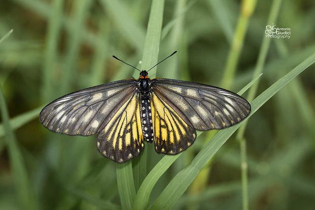 Acraea issoria sordice : Yellow Coster (ผีเสื้อหนอนหนามปีกเหลือง)