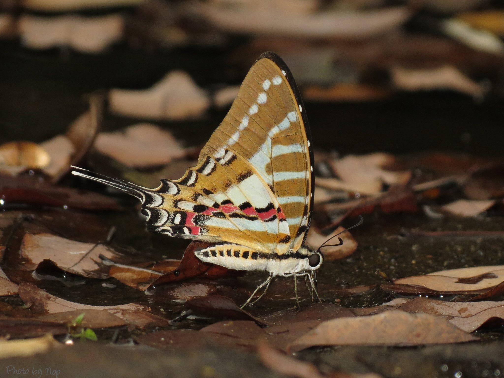 Graphium nomius swinhoei : Spot Swordtail (ผีเสื้อหางดาบลายจุด)